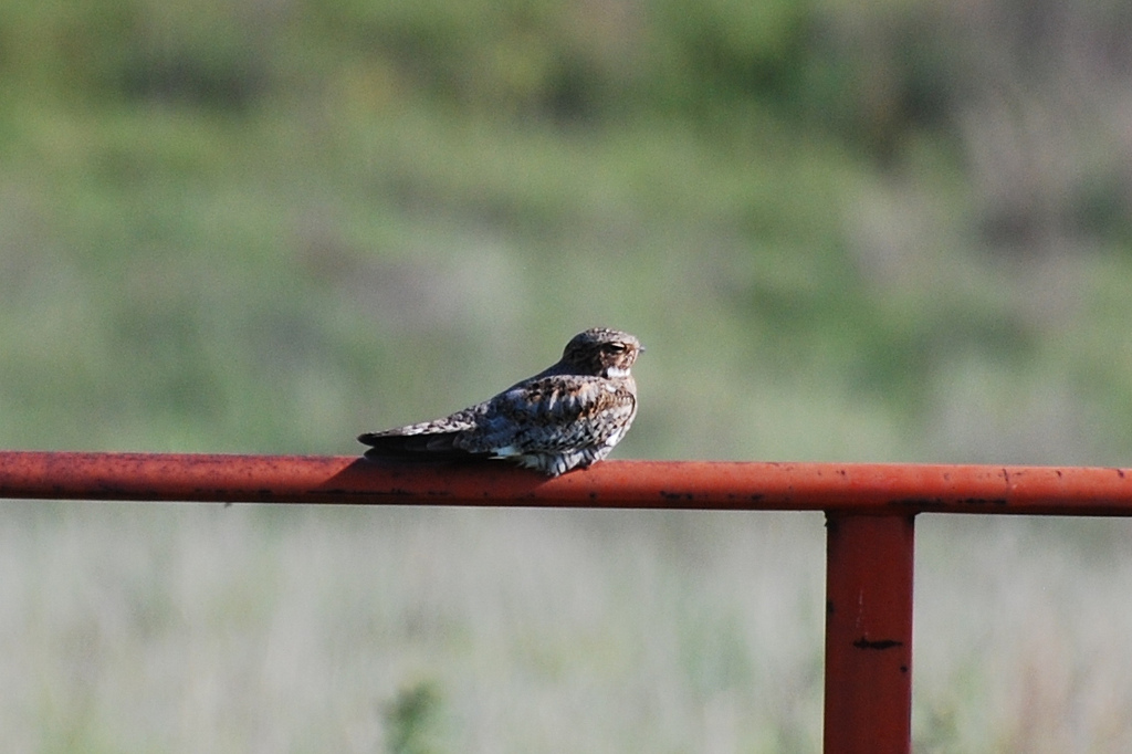 Common Nighthawk member of nightjar family that is neither nocturnal ...