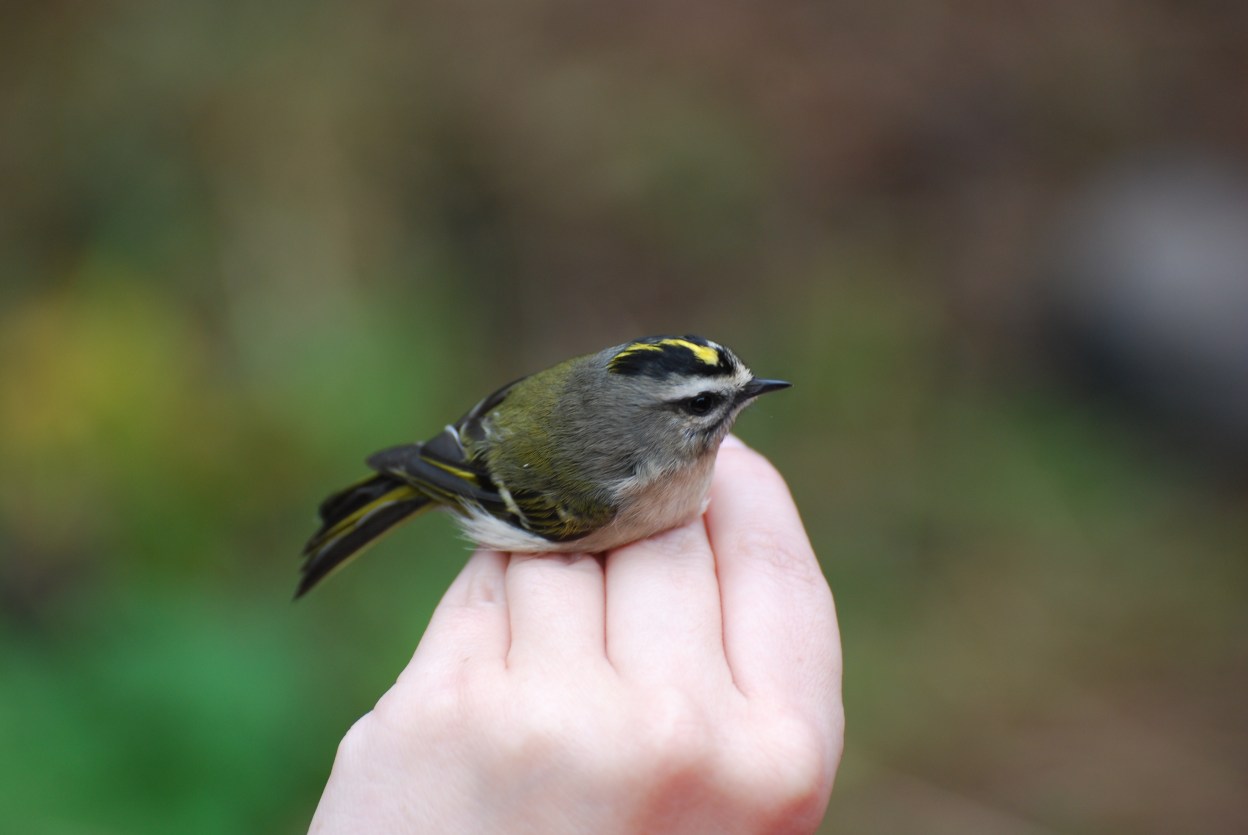 Kinglets are tiny birds with huge appeal | Our Fine Feathered Friends