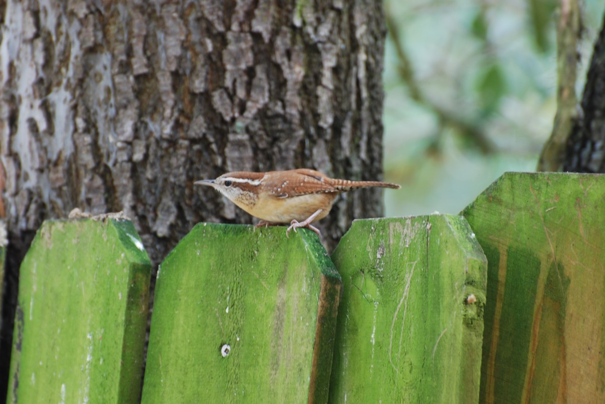 Wrens provide example of resilient spirit of birds | Our Fine Feathered ...