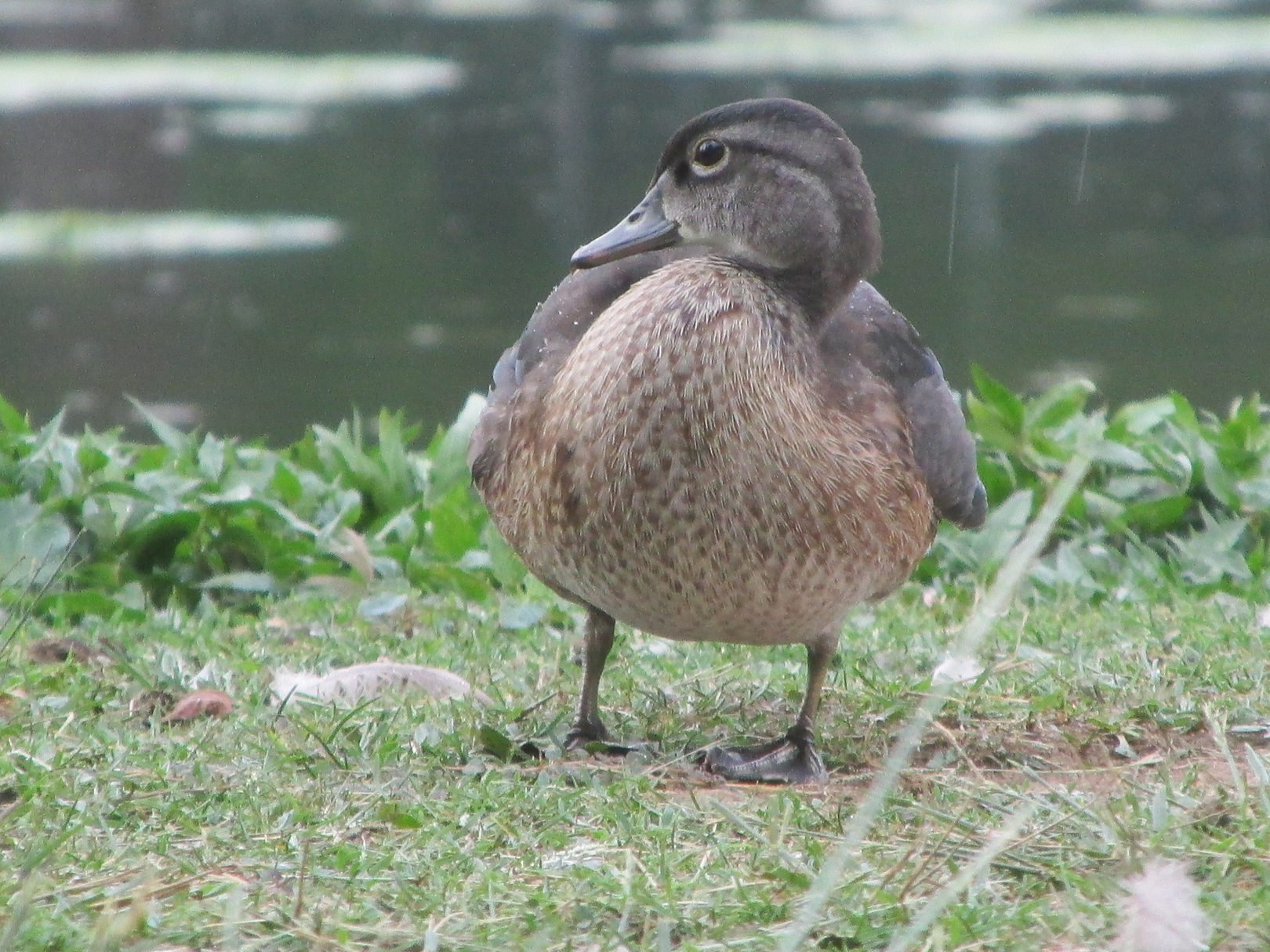Waterfowl also known as ‘summer duck’ in much of the South | Our Fine ...