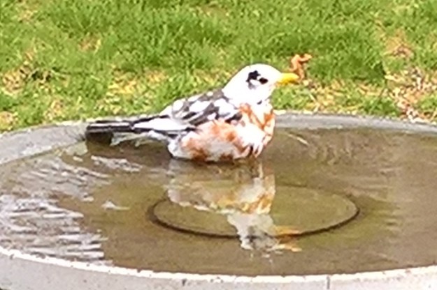 Albino birds | Our Fine Feathered Friends