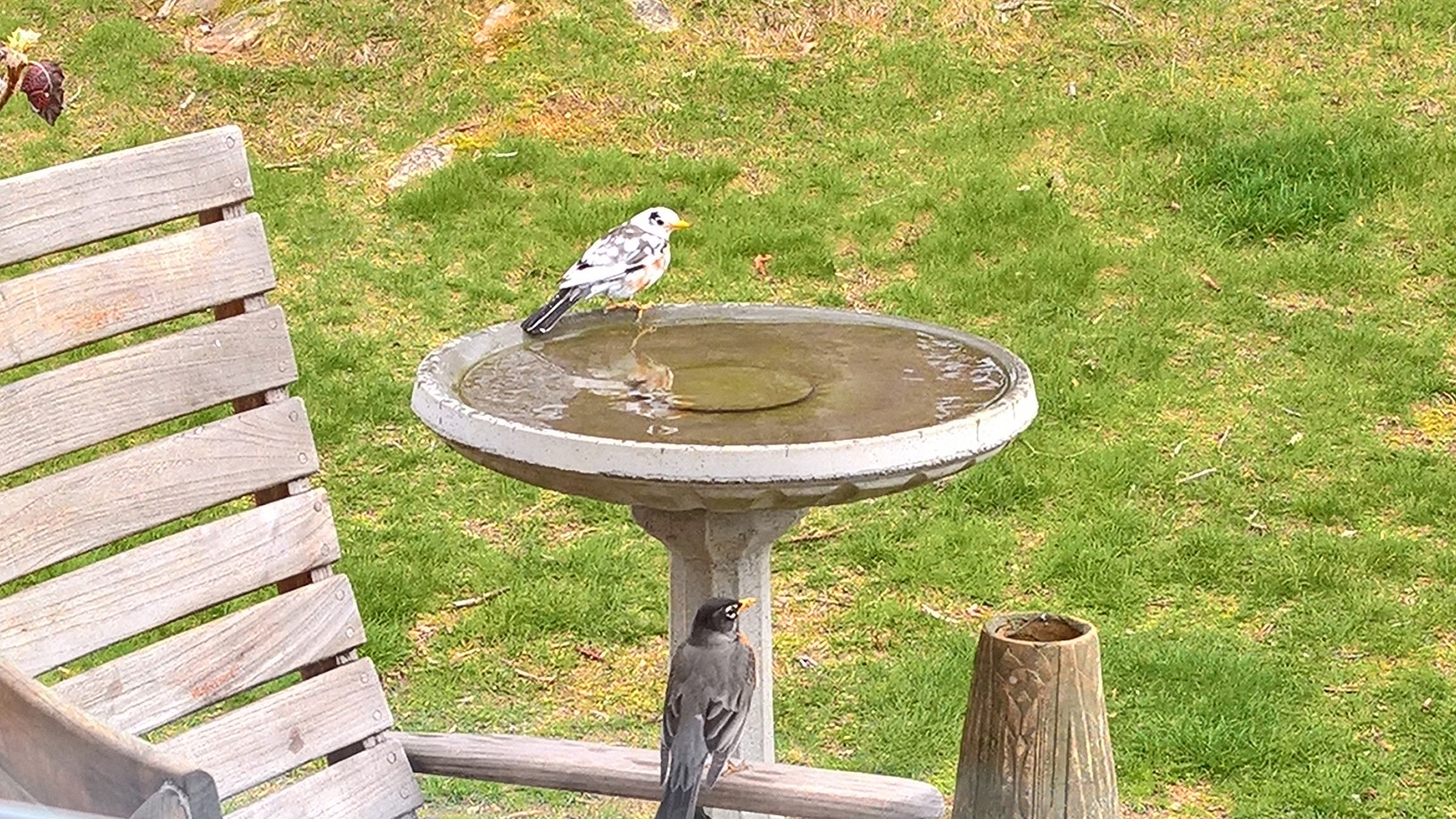 Albino birds | Our Fine Feathered Friends