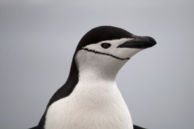 emperor penguin | Our Fine Feathered Friends