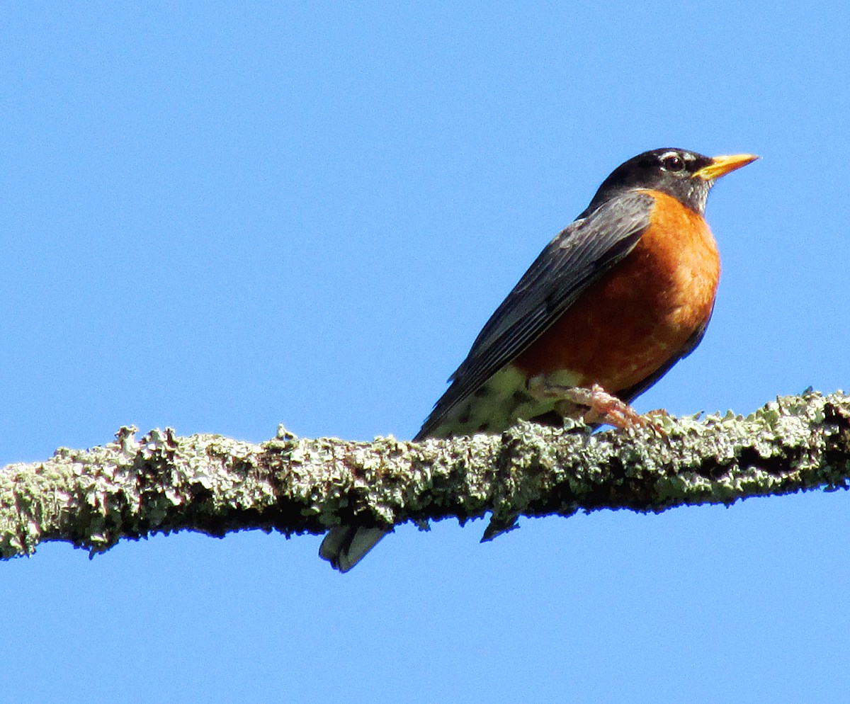 American robins become more prominent with shifting of seasons | Our ...