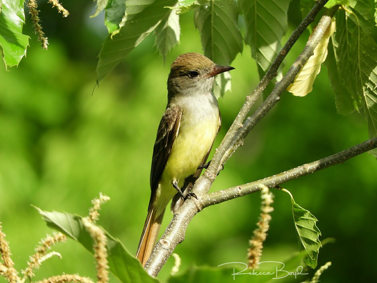 Great crested flycatcher is a small bird with a very big name | Our ...