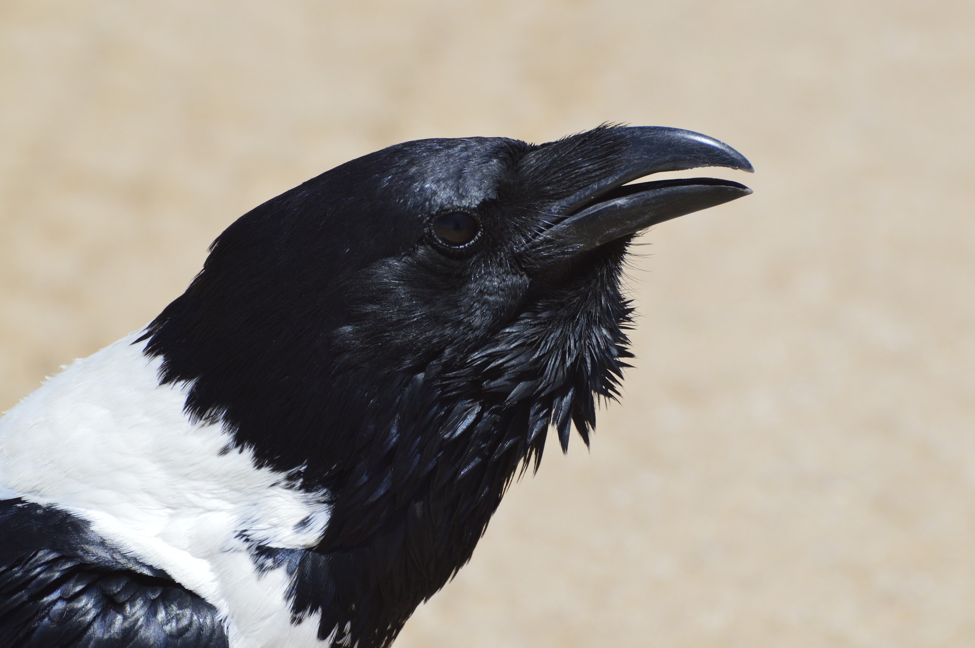 Fish crows expanding their presence in region | Our Fine Feathered Friends
