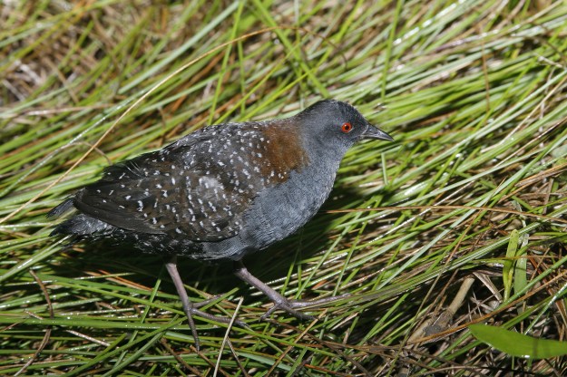 Sora Rail | Our Fine Feathered Friends